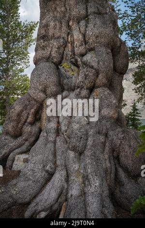 Gnarled old whitebark pine tree overlooking Wizard Island at Crater ...