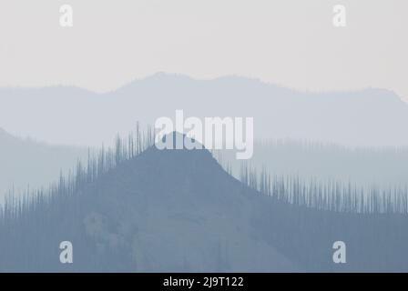 Fire Swept Forests in the Cascade Mountains Stock Photo - Alamy