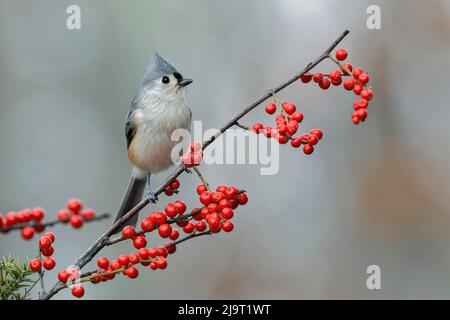 Tufted titmouse and red berries, Kentucky Stock Photo - Alamy