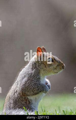 Eastern gray squirrel, Kentucky Stock Photo - Alamy