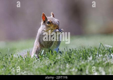 Eastern gray squirrel, Kentucky Stock Photo - Alamy