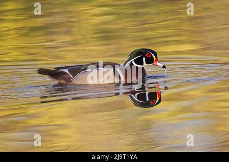 Wood duck drake, Kentucky Stock Photo - Alamy