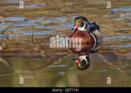 Wood duck drake, Kentucky Stock Photo - Alamy