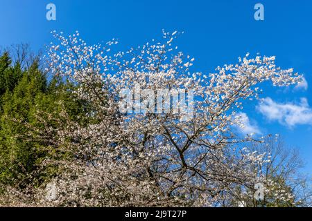 Usa, Maryland. Bethesda, Cherry blossom trees in Spring bloom Stock ...