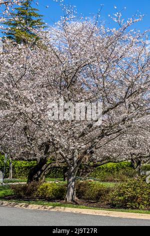 Usa, Maryland. Bethesda, Cherry blossom trees in Spring bloom Stock ...