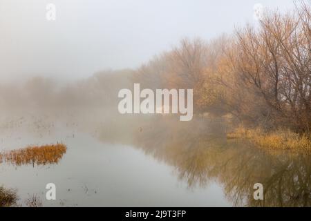 Trees on foggy morning, Bosque del Apache National Wildlife Refuge, New ...