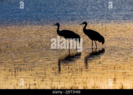 Sandhill cranes silhouetted at sunset. Bosque del Apache National ...