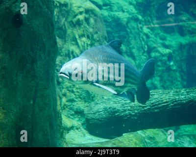 Giant Siamese Carp (Catlocarpio siamensis), adult, captive, Singapore ...