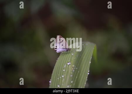 Sri lankan beautiful flower and gurden image for wallpaper and other ...