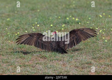 Turkey vulture sunning wings, Rio Grande Valley, Texas Stock Photo - Alamy