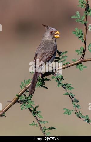 Pyrrhuloxia, Rio Grande Valley, Texas Stock Photo - Alamy