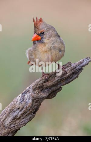 Northern Cardinal (Cardinalis cardinalis) Female, Rio Grande City ...