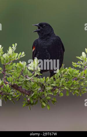 Male red-winged blackbird. Rio Grande Valley, Texas Stock Photo - Alamy