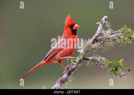 Male Northern Cardinal, Rio Grande Valley, Texas Stock Photo - Alamy