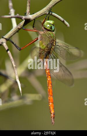 Comet Darner (Anax longipes) male in wetland, Ballard Nature Center ...