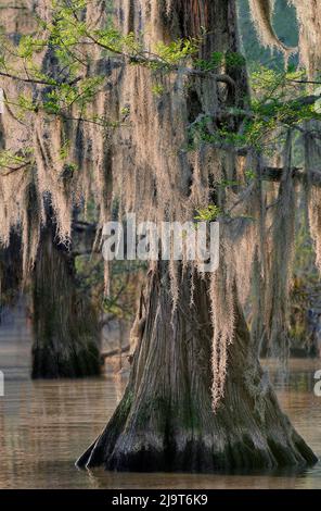 Spanish moss on cypress trees Stock Photo - Alamy