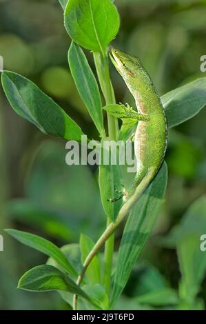 Female green anole Stock Photo - Alamy