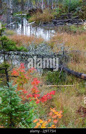 USA, Vermont, Stowe, birch trees around wetlands above the Toll House ...