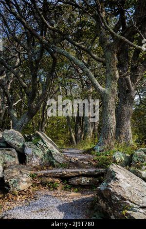 Trees along Blue Ridge Parkway, Smoky Mountains, USA Stock Photo - Alamy