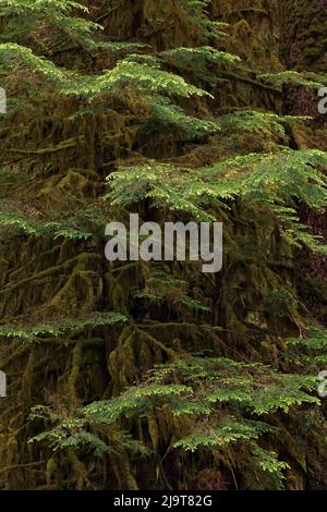 Western hemlock tree, Hoh Rainforest, Olympic National Park, Washington ...