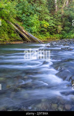 Duckabush River, Olympic National Forest, Washington Stock Photo - Alamy