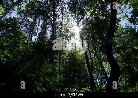 A forest landscape with sunlight coming trough the leaves on Rogla ...