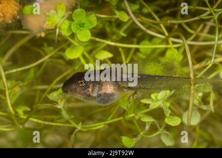 A tadpole (also called a pollywog or polliwog) is the larval stage in ...