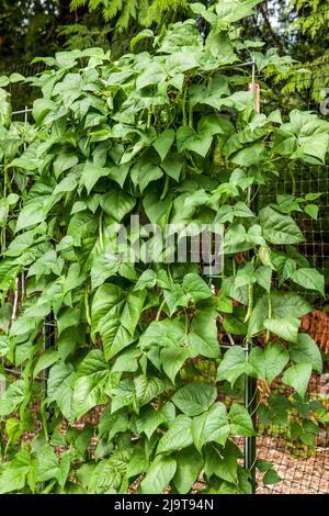 Malibu pole green beans have strong, healthy plants with tender, tasty ...