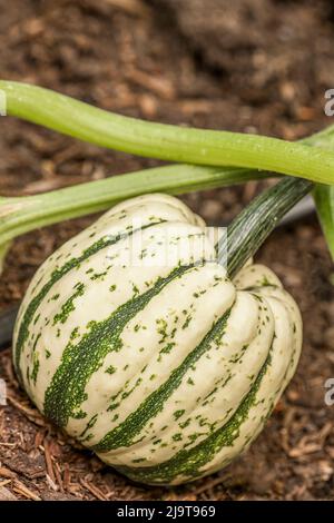 Sweet Dumpling Squash with green stripes on white background Stock ...
