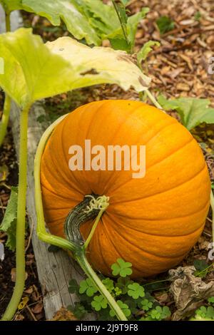 Issaquah, Washington State, USA. Pumpkin on the vine Stock Photo - Alamy