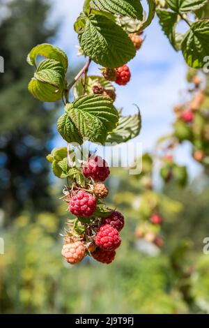 Raspberries in various stages of ripeness on the plant Stock Photo - Alamy
