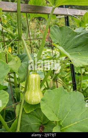 Bellevue, Washington State, USA. Barbara F1 Hybrid Butternut squash on ...