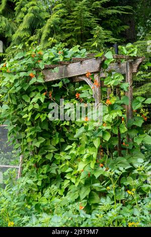 Scarlet Runner Bean on Trellis arc in garden blue sky background Stock ...