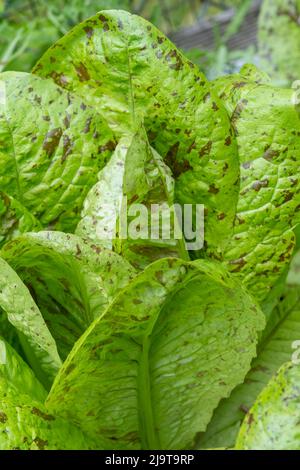 Issaquah, Washington State, USA. Flashy Trout's Back Lettuce plants ...