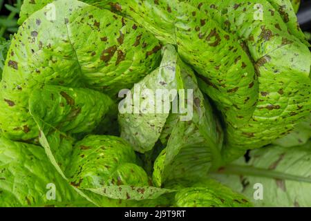 Issaquah, Washington State, USA. Flashy Trout's Back Lettuce plants ...