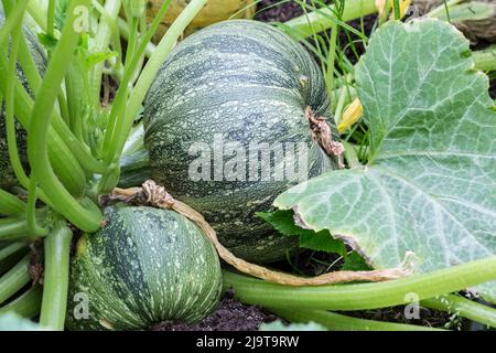 Issaquah, Washington, USA. Pumpkin on the vine Stock Photo - Alamy