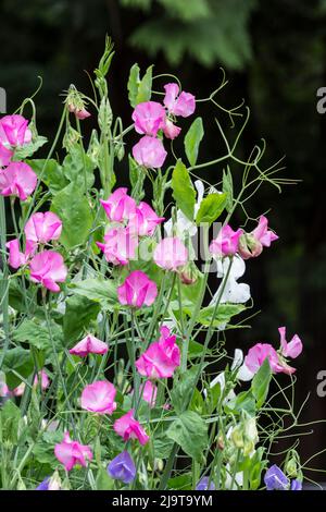 Issaquah, Washington State, USA. Sweet Pea flowers, also known as ...