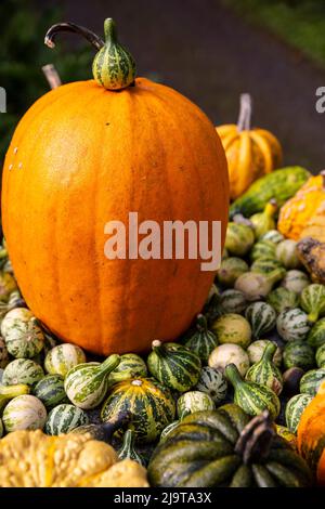 USA, Washington State, Bainbridge Island. Cattails and Canada goose on ...