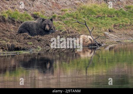 Grizzly bear, on elk kill along the Yellowstone River, Yellowstone ...