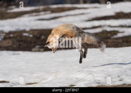 Red Fox in snow in Grand Teton National Park, Wyoming, USA Stock Photo ...