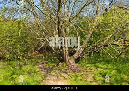 Spring at Bestwood Country Park in Nottingham, Nottinghamshire England ...