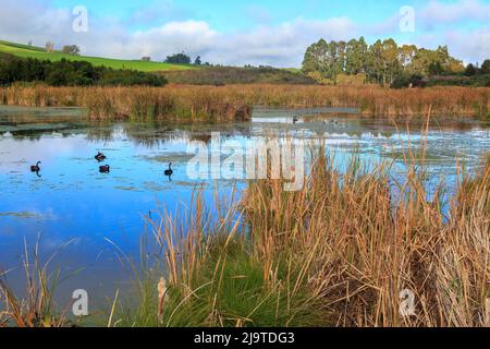 Wetland in Pekapeka Regional Park, Hawkes Bay, New Zealand Stock Photo - Alamy
