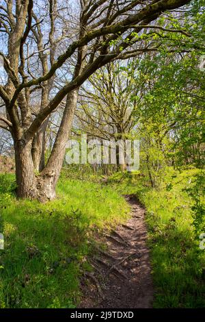 Spring at Bestwood Country Park in Nottingham, Nottinghamshire England ...