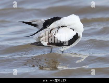 Avocets (Recurvirostra avosetta) at WWT Slimbridge Stock Photo - Alamy