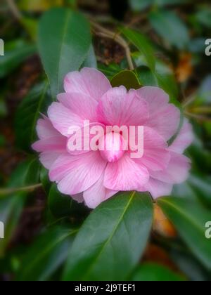 Single dreamy spring Camelia flower and foliage in close up, natural ...