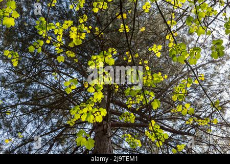Spring leaves at Bestwood Country Park in Nottingham, Nottinghamshire ...