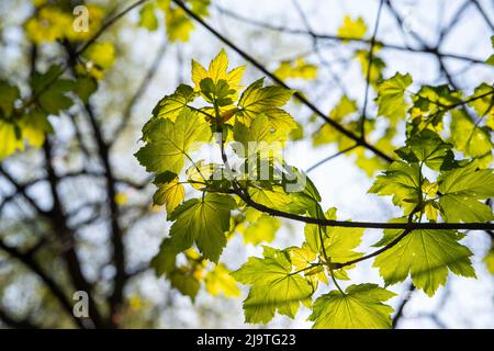Spring leaves at Bestwood Country Park in Nottingham, Nottinghamshire ...