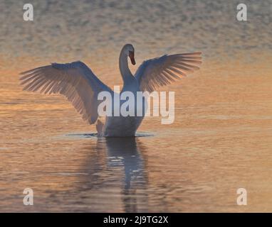 whooper-Swan lifting, Nävelsö Småland Sweden Stock Photo - Alamy