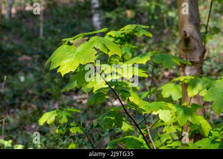 Spring leaves at Bestwood Country Park in Nottingham, Nottinghamshire ...