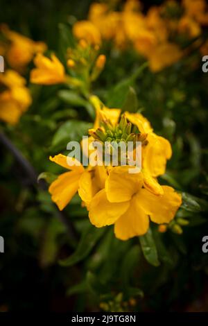 Dazzling yellow Erysimum, wallflower, flowering in a residential garden ...